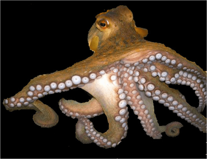 Classification of Animals – Lecture Notes for 9th Std Homi Bhabha ...